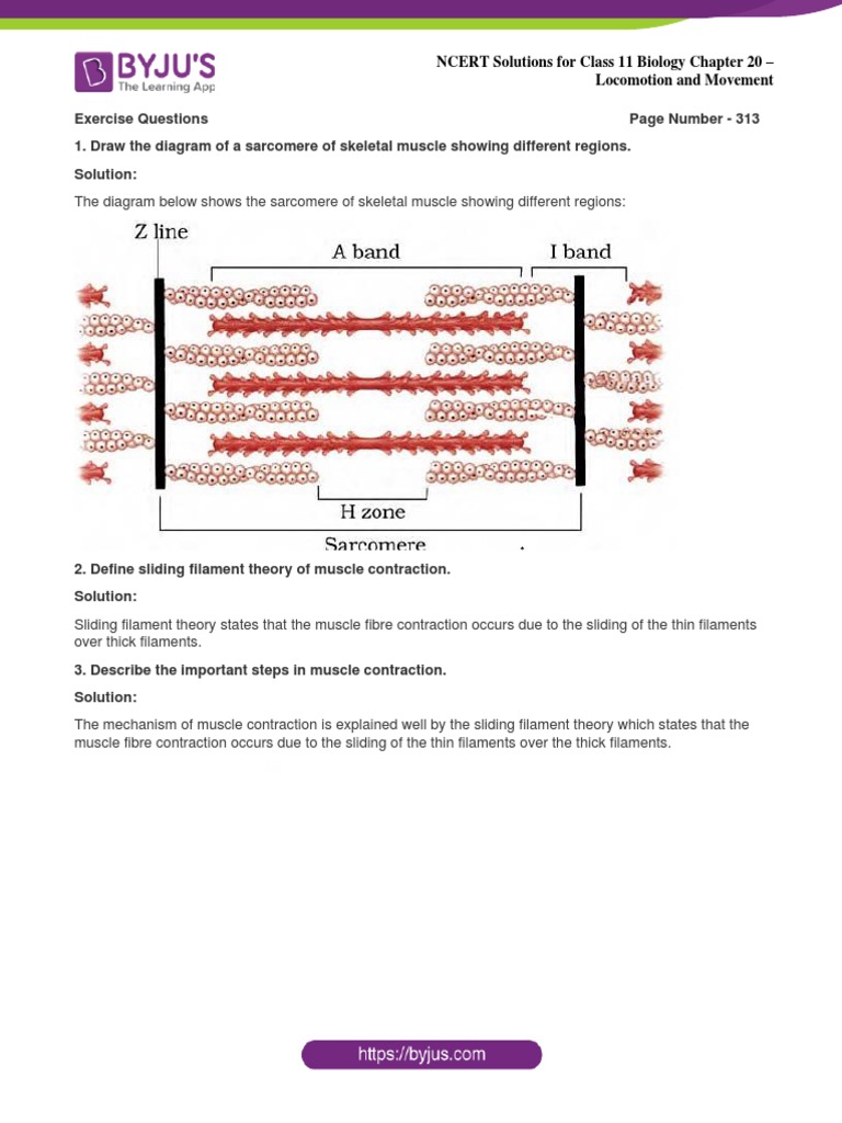 NCERT Class 11 Biology Muscle Contraction | PDF | Muscle Contraction ...