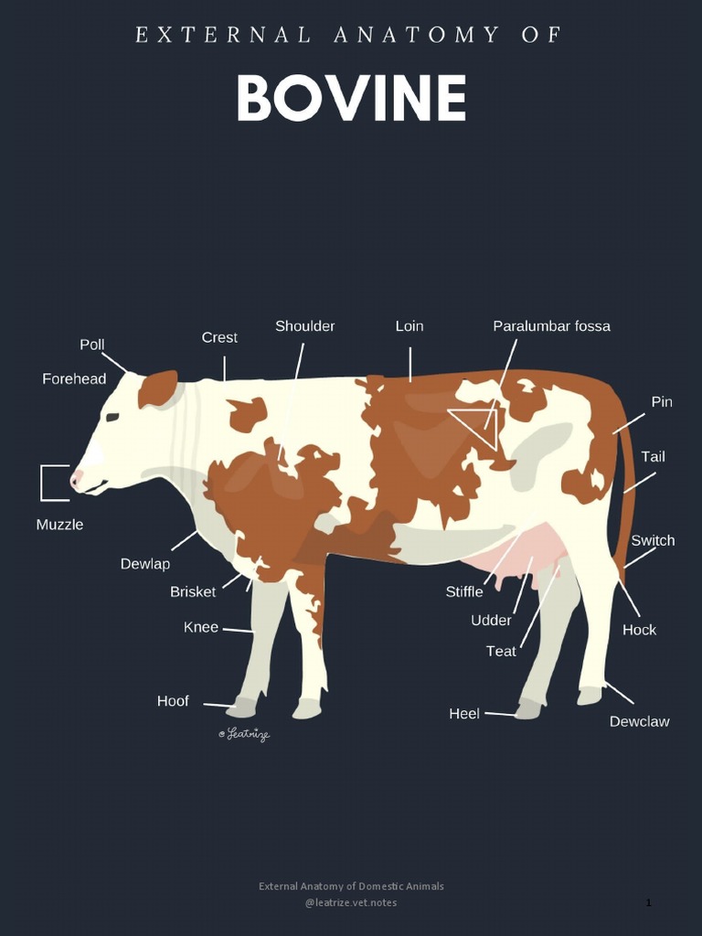 External Anatomy of Domestic Animals @leatrize - Vet.notes | PDF