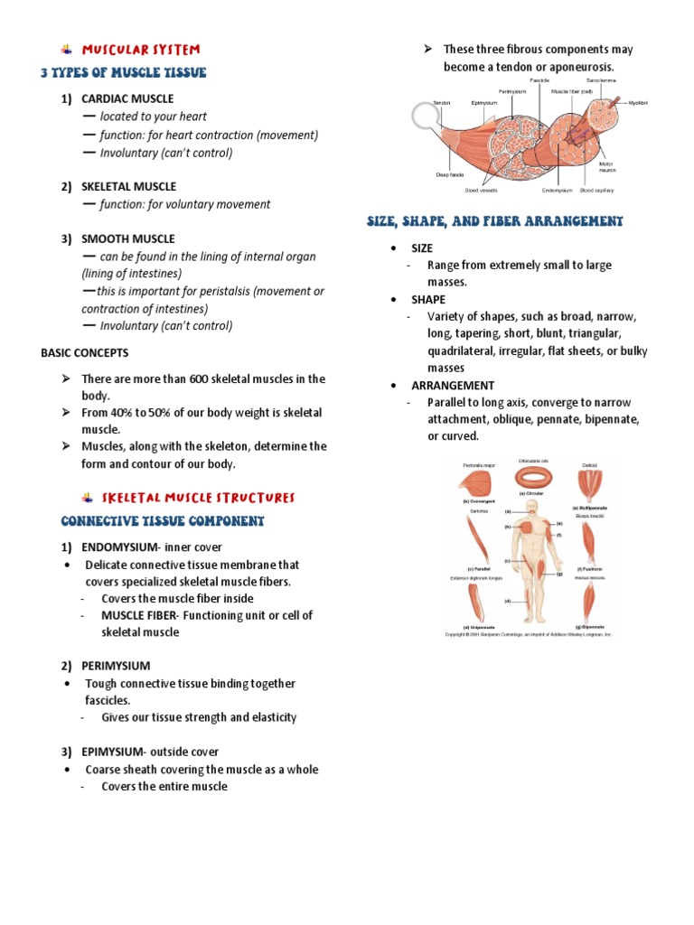 Understanding the Muscular System | PDF | Muscle Contraction | Anatomy