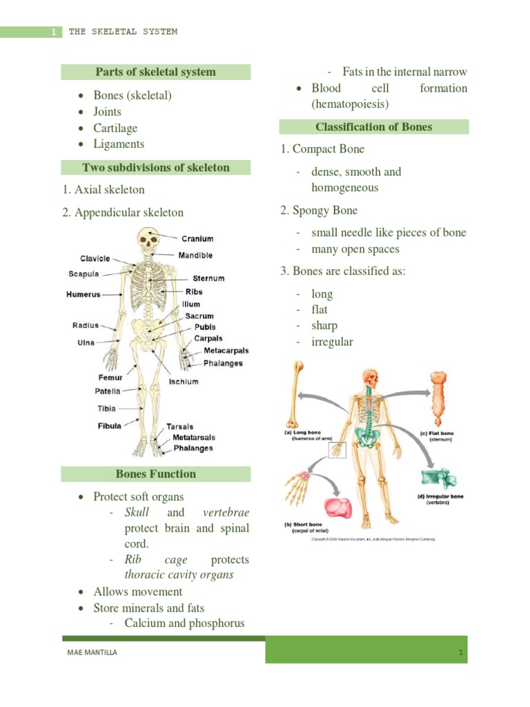 Chapter 5 The Skeletal System | PDF | Vertebra | Bone