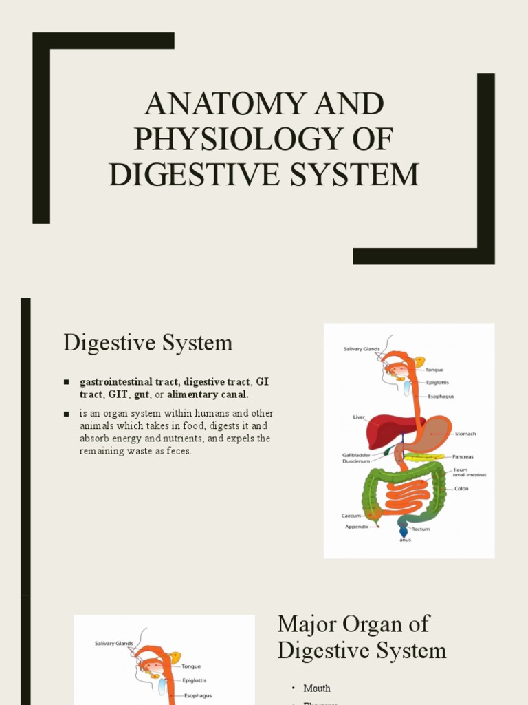 Anatomy and Physiology of Digestive System | PDF | Gastrointestinal ...