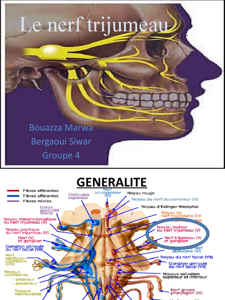Anatomie du Nerf Trijumeau | PDF