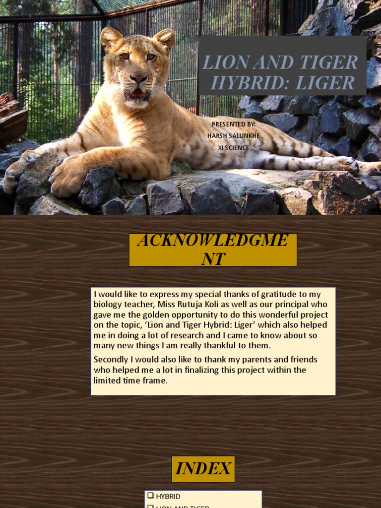 Lion and Tiger Hybrid: Liger: Presented By: Harsh Salunkhe Xi Science ...