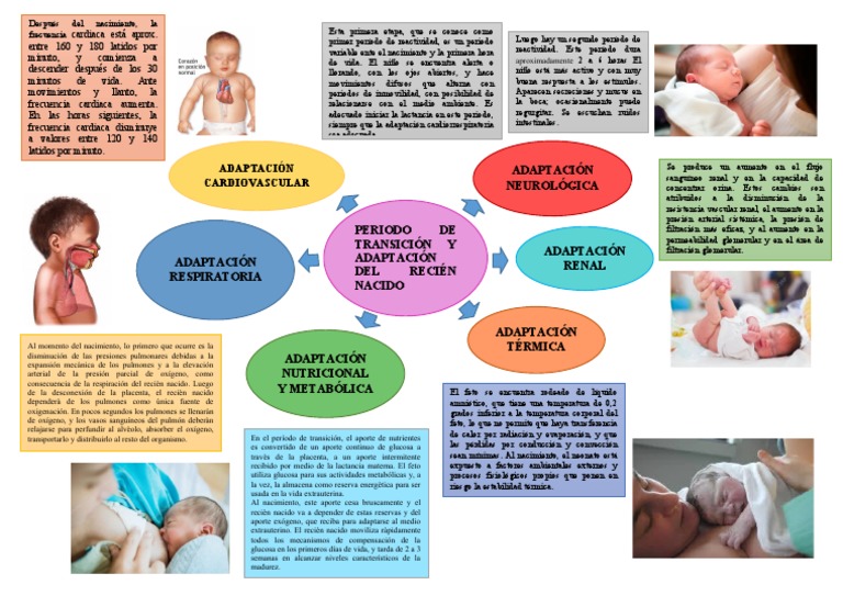 Periodo de Transicion y Adaptacion Del Recien Nacido | PDF | Feto ...