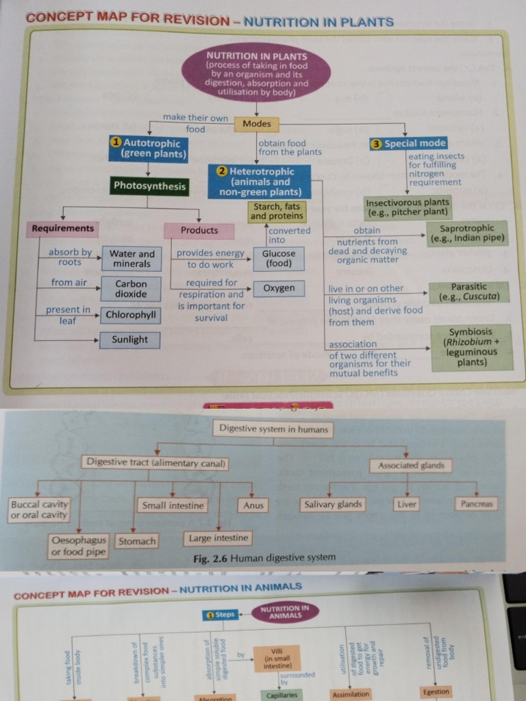 Class 7 Mind Map of CH 1 - 5 | PDF