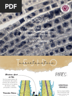 Raiz Axonomorfa | PDF | Raíz | Tallo de la planta