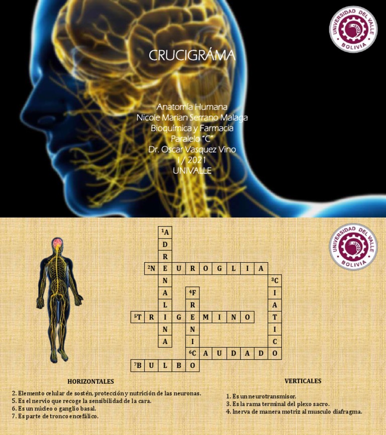 CRUCIGRAMA - Sistema Nervioso | PDF