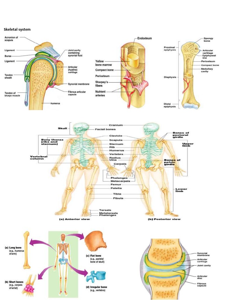 Anatomy Overview for OSPE Exams | PDF