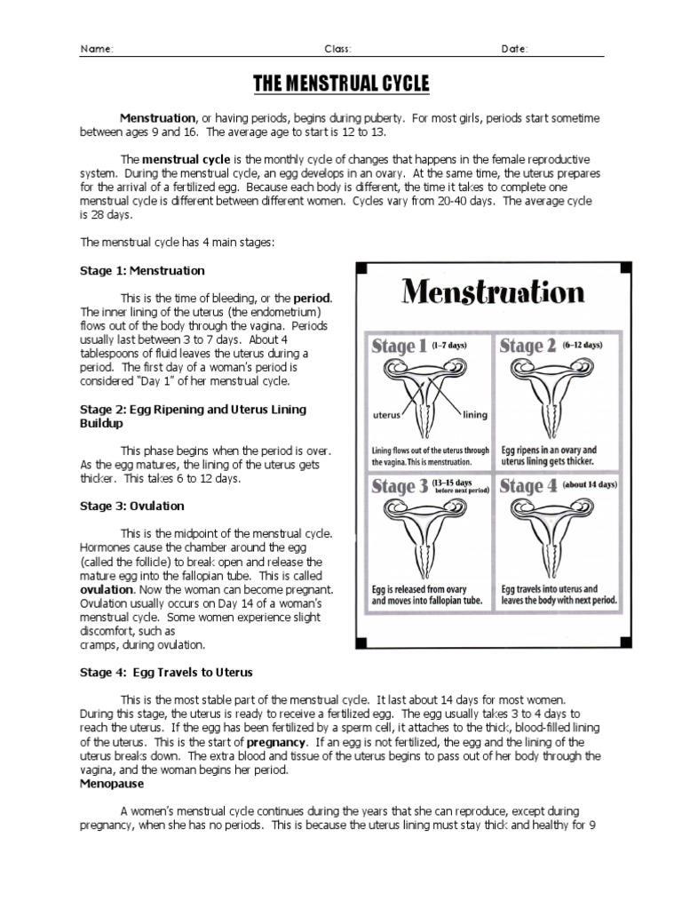 Menstrual Cycle Worksheet | PDF | Menstrual Cycle | Mammal Reproductive ...