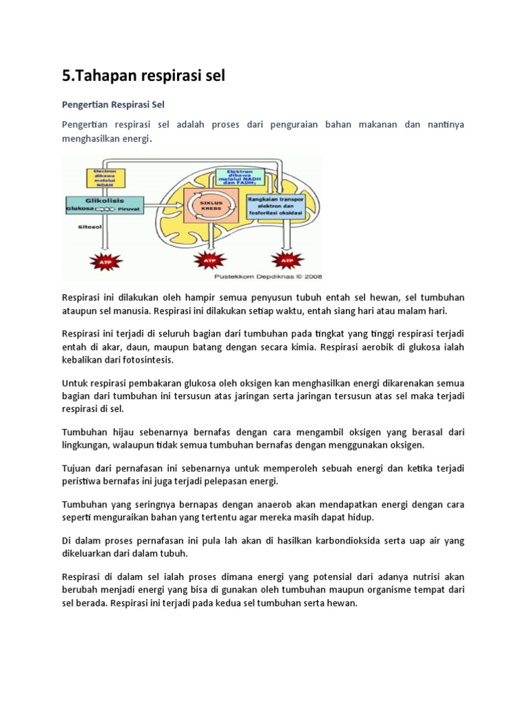 5.tahapan Respirasi Sel | PDF