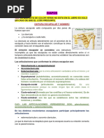 Músculo Primer Radial Externo | PDF | Ciencia y matemática