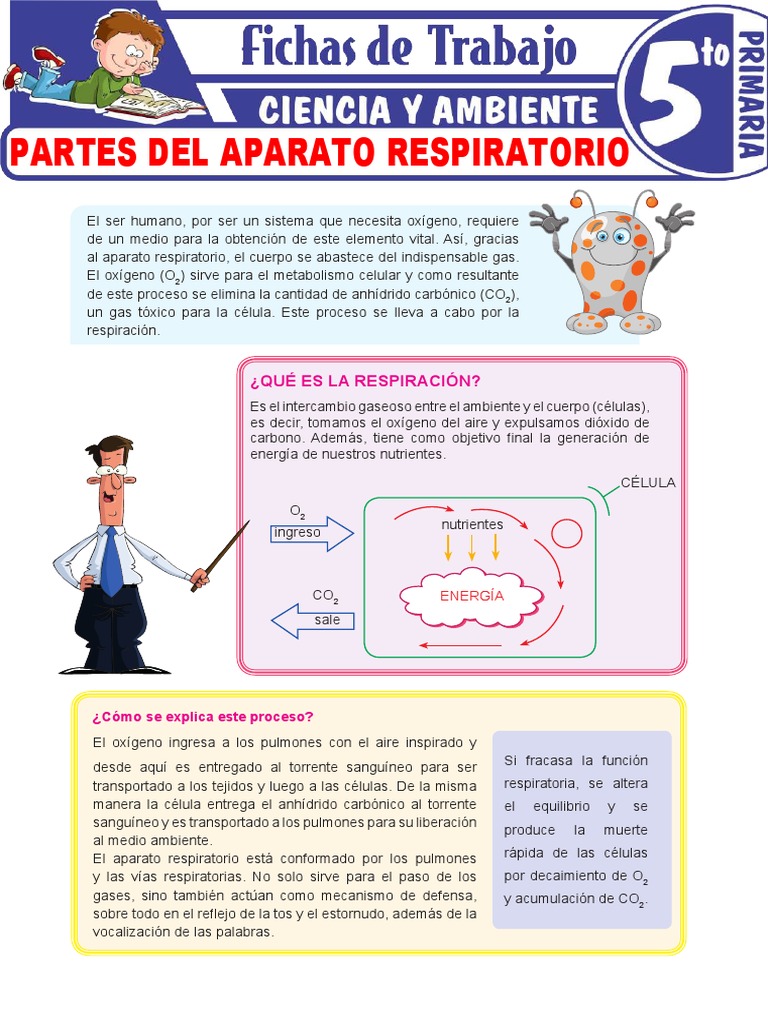 Sistema Respiratorio para Quinto Grado | PDF | Sistema respiratorio ...