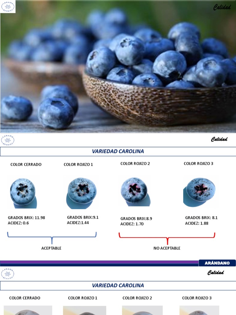 Defectos de Calidad Actualizado Septiembre 2021 | PDF