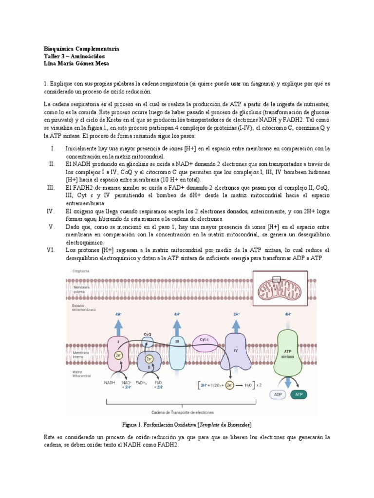 Taller Bioenergética Fosforilación Oxidativa | PDF | Trifosfato de adenosina | Cadena de ...
