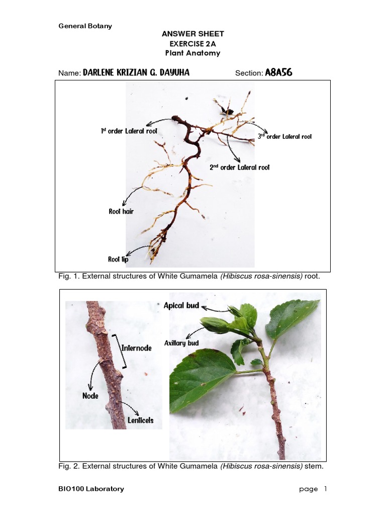 LAB Exercise 2 | PDF | Leaf | Flowers