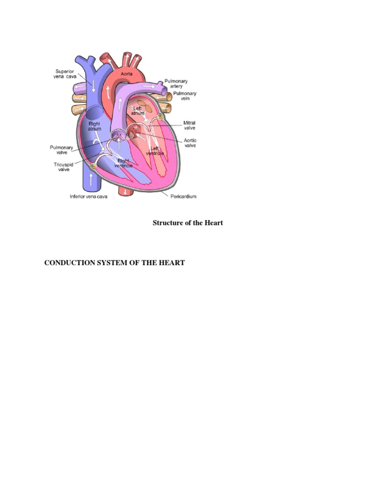 Findings in CV Assessment | PDF | Heart | Clinical Medicine