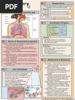 Cattle Respiratory System Overview | PDF | Lung | Respiratory Tract