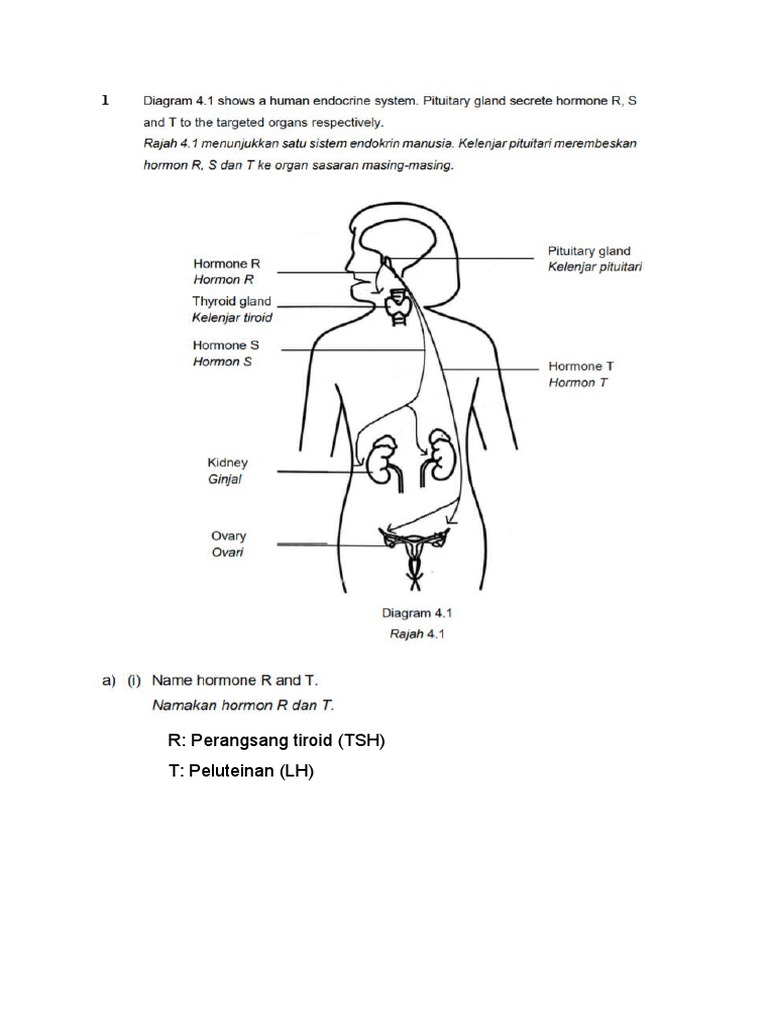 Ulangkaji Bio F4 Bab 12 | PDF