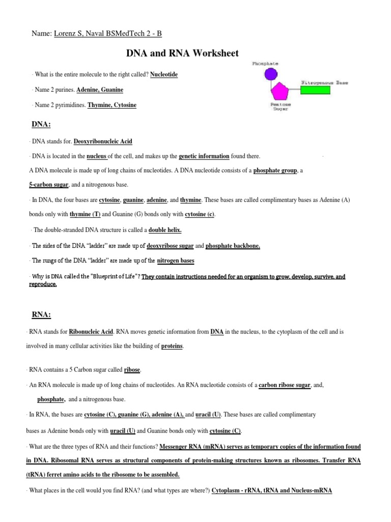 DNA and RNA Comparison Worksheet | PDF | Nucleic Acids | Rna