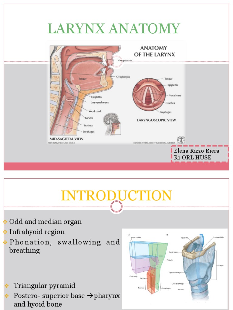 Larynx Anatomy: Elena Rizzo Riera R1 Orl Huse | PDF | Larynx | Human Throat
