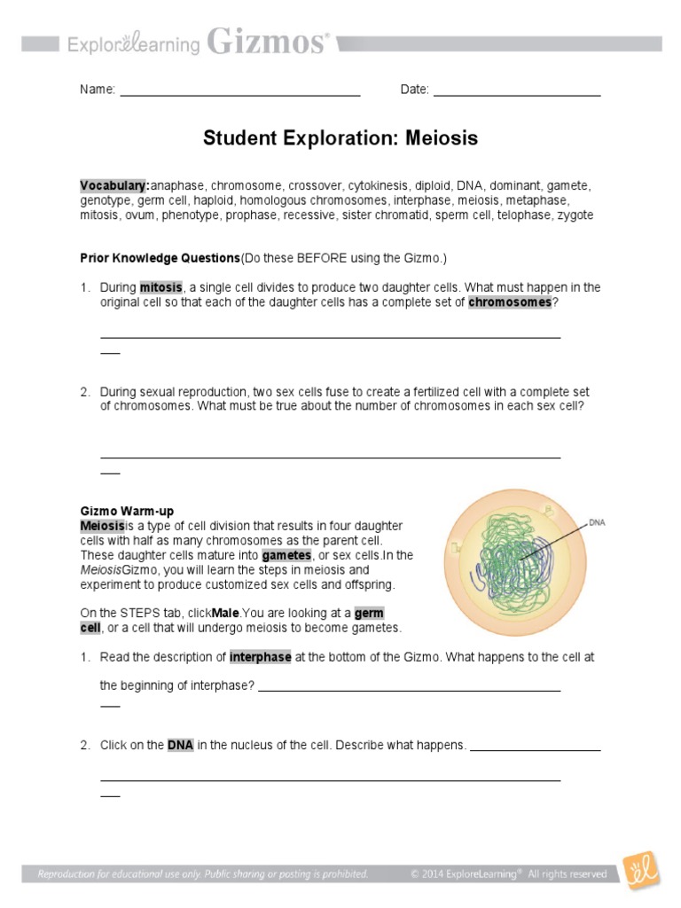 Meiosis Student Exploration Sheet | PDF | Meiosis | Mitosis
