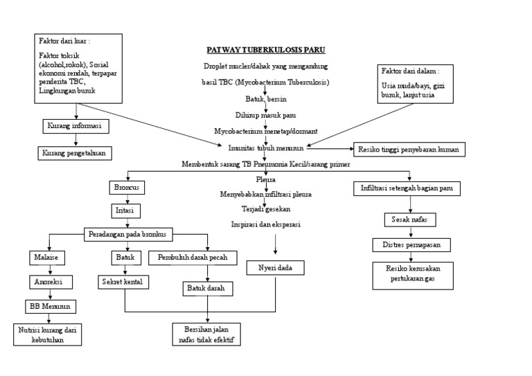 Pathway Tuberkulosis Paru dan Imunitas | PDF