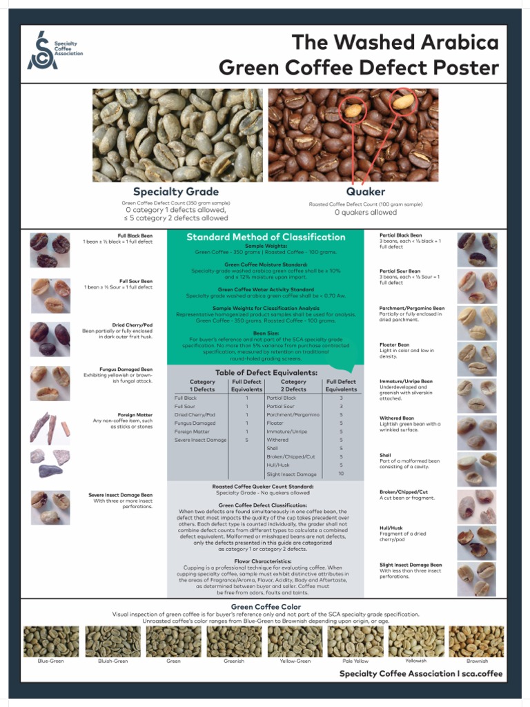 Sca Green Coffee Classification System Defectposter-Digital | PDF