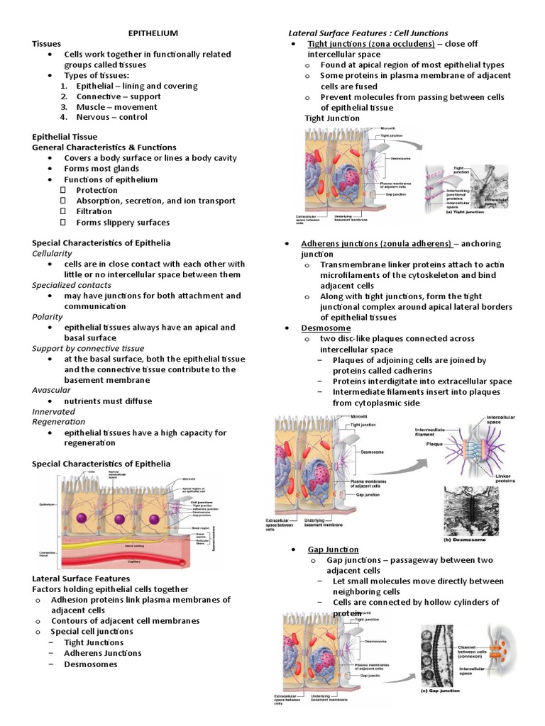 Human Histology | PDF | Epithelium | Zoology