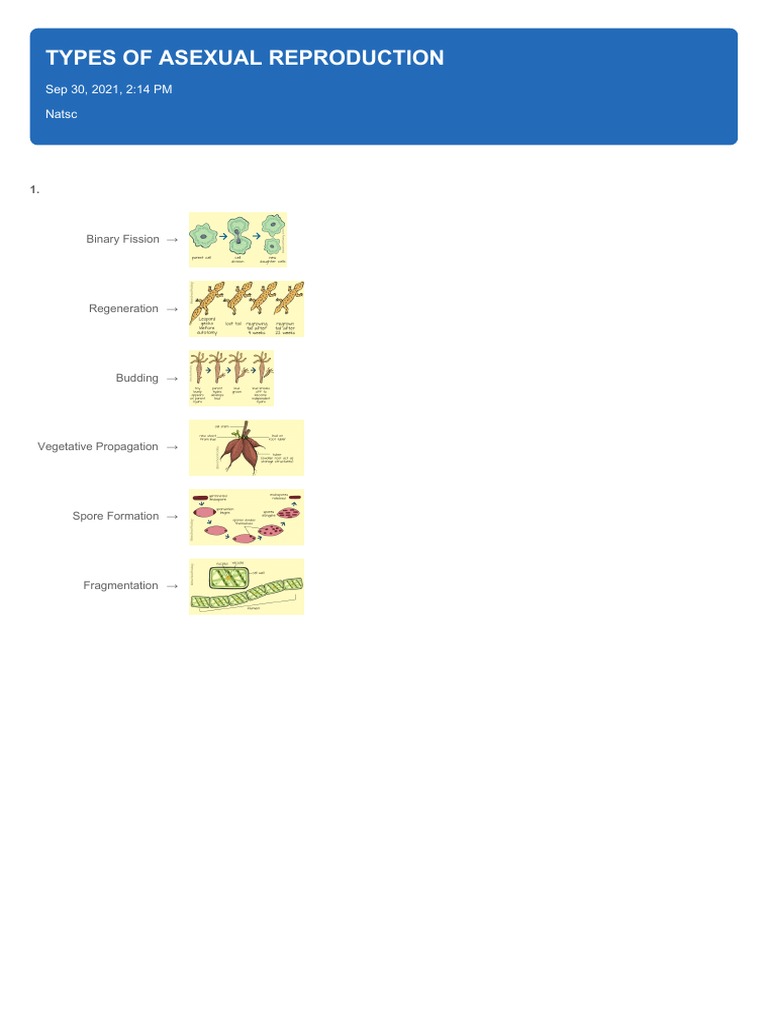 Types of Asexual Reproduction Explained | PDF
