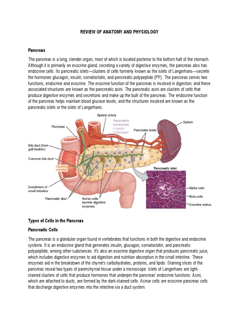 Human Pancreas Anatomy And Physiology An Overview Of The Anatomy,