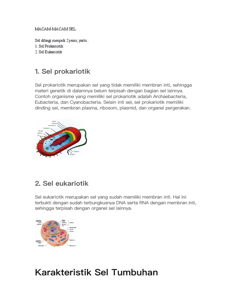 Macam-Macam Sel 1 | PDF
