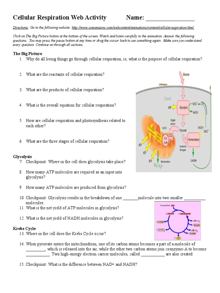 Cellular Respiration Web Activity Name | PDF | Cellular Respiration ...