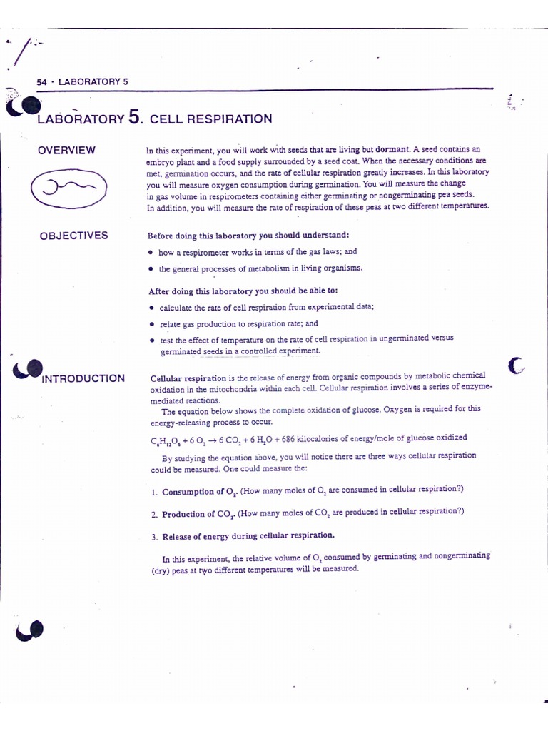 AP Lab 5 Cellular Respiration | PDF