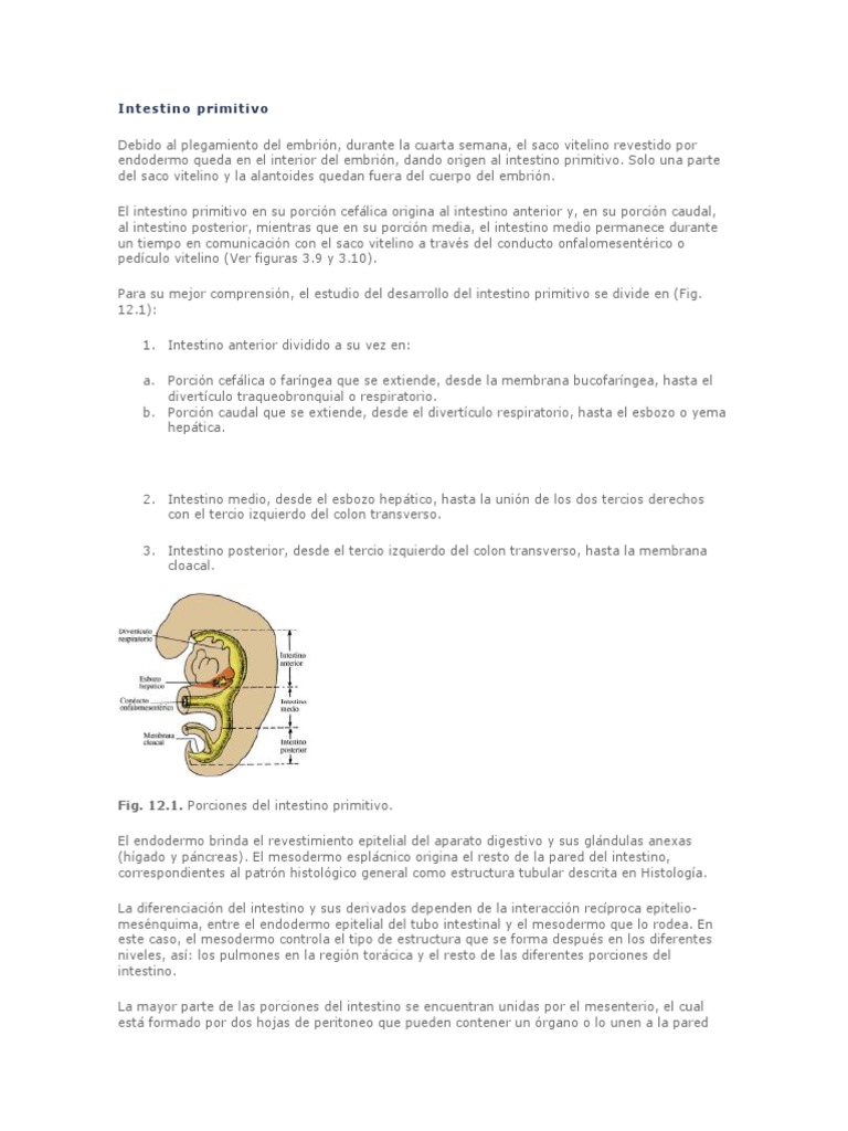 Intestino Primitivo | PDF | Tracto gastrointestinal | Sistema digestivo ...