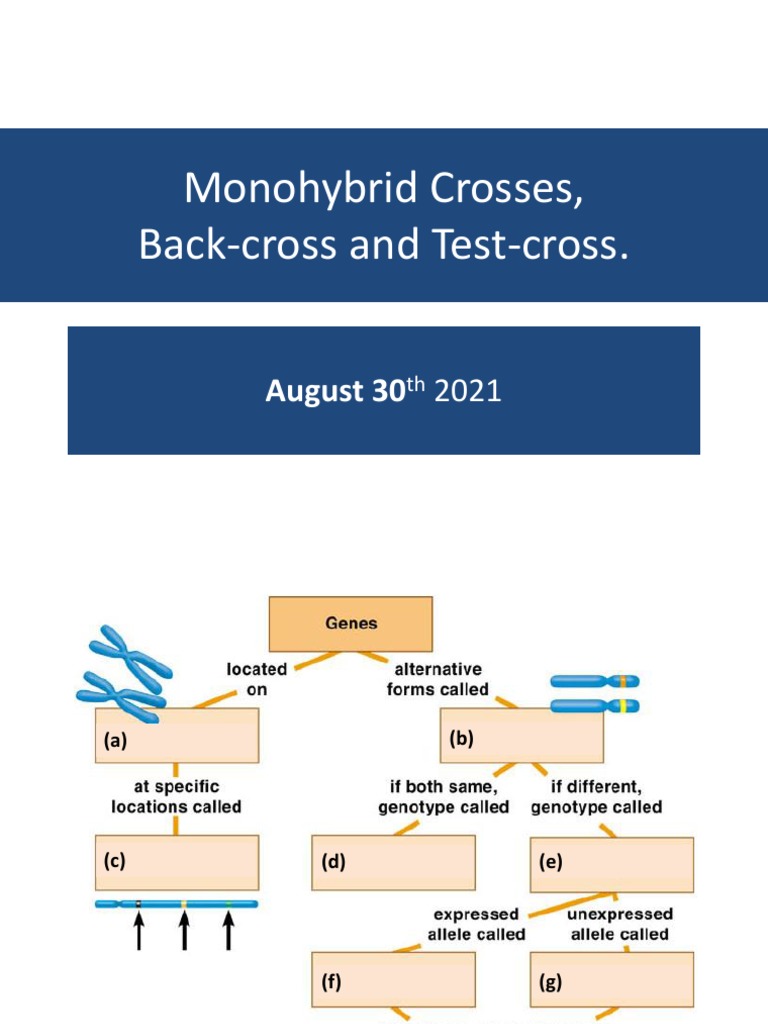 Genetics 2nd Weeks, Monohybrid Crosses | PDF | Dominance (Genetics ...