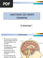 Les Nerfs Craniens Et Rachidiens | PDF | Nerf | Neuroanatomie