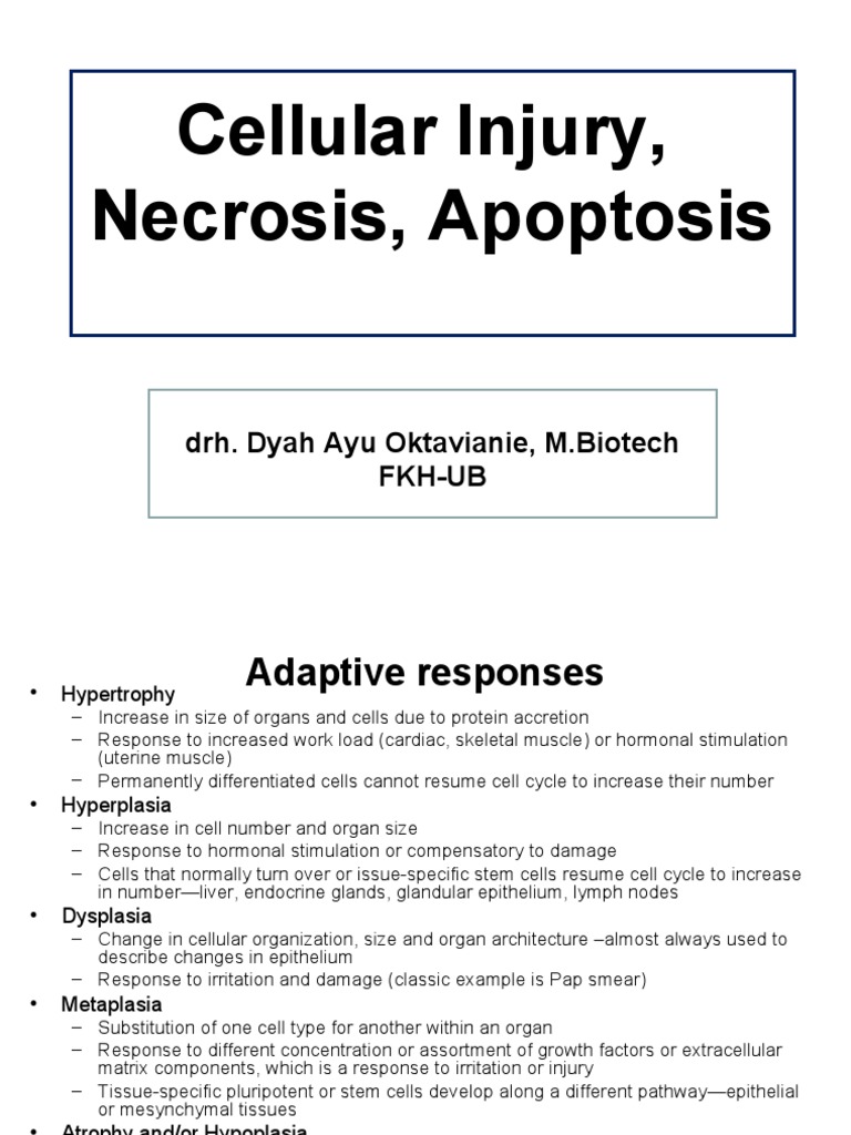Cellular Injury Necrosis Apoptosis | PDF | Necrosis | Apoptosis
