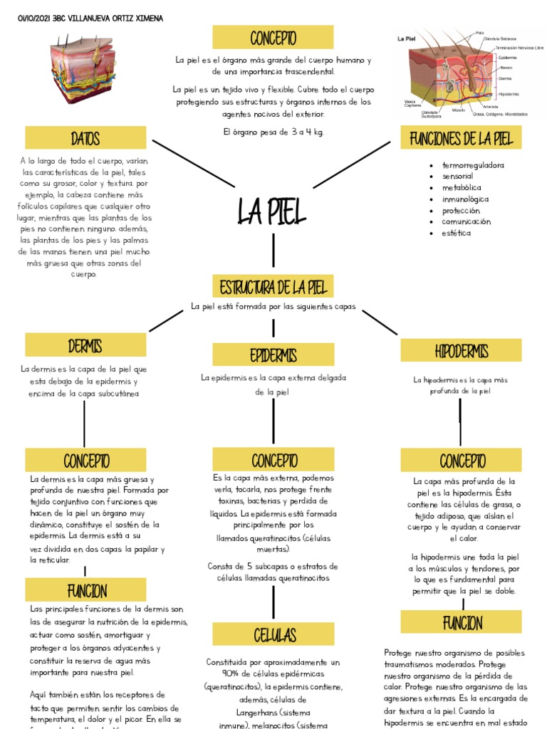 Capas y funciones de la piel humana | PDF | Piel | Epidermis