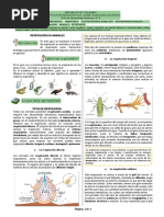 La Respiracion en Los Animales | PDF