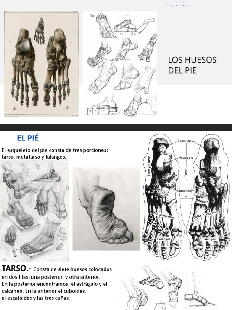 Huesos Del Pie y Evaluacion 2da U.F. | PDF | Pie | Anatomía del miembro ...