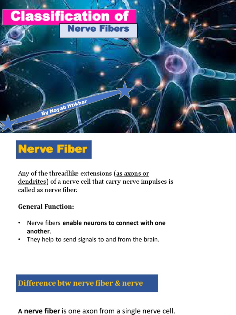 Classification of Nerve Fiber | PDF | Neuron | Axon