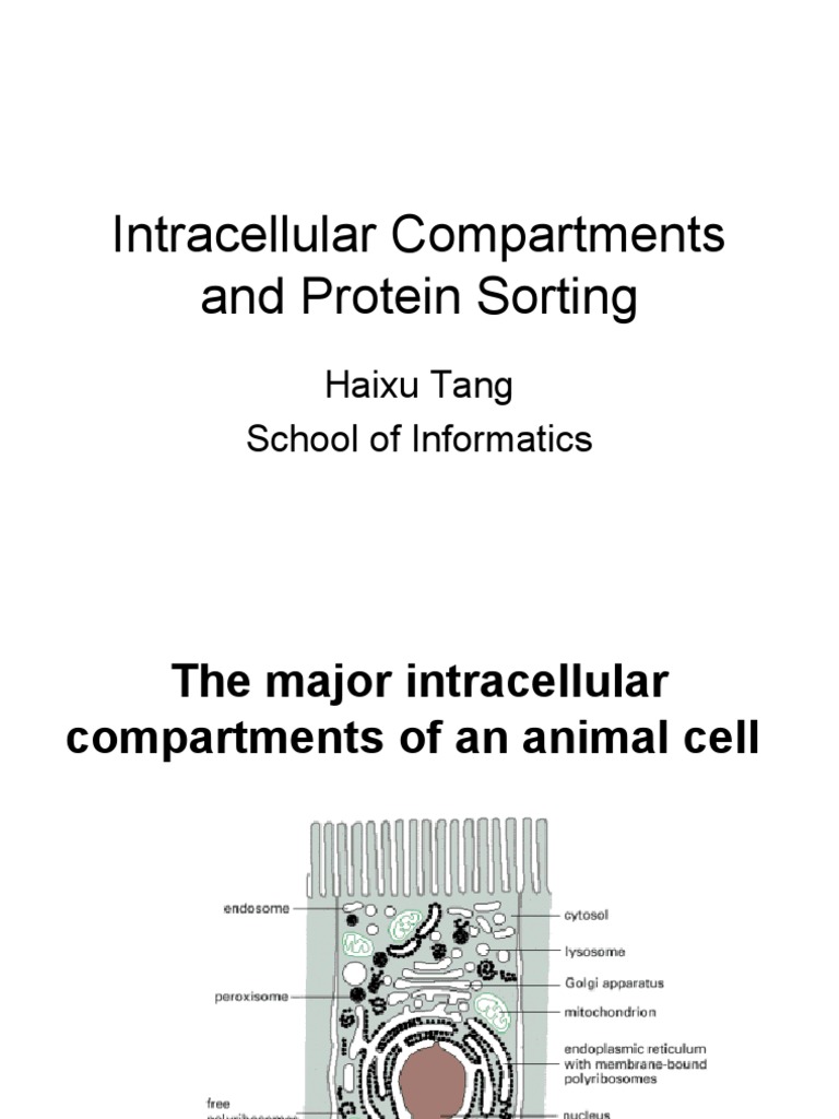 Intracellular Compartments and Protein Sorting: Haixu Tang School of ...