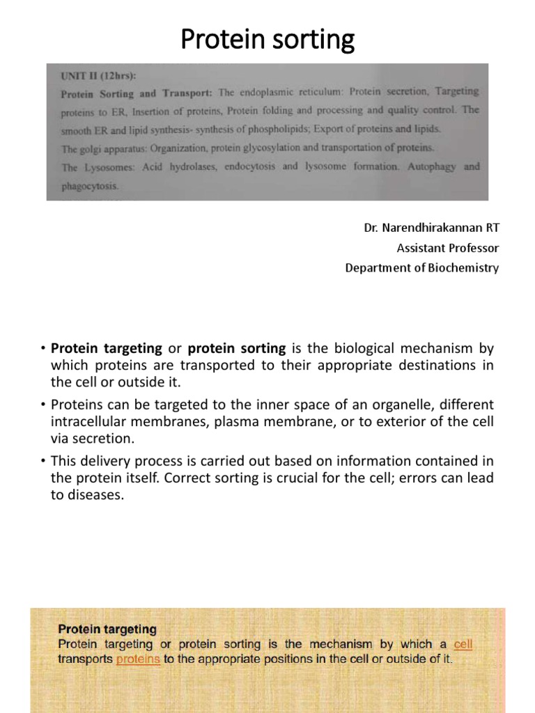 Protein Sorting: Dr. Narendhirakannan RT Assistant Professor Department ...