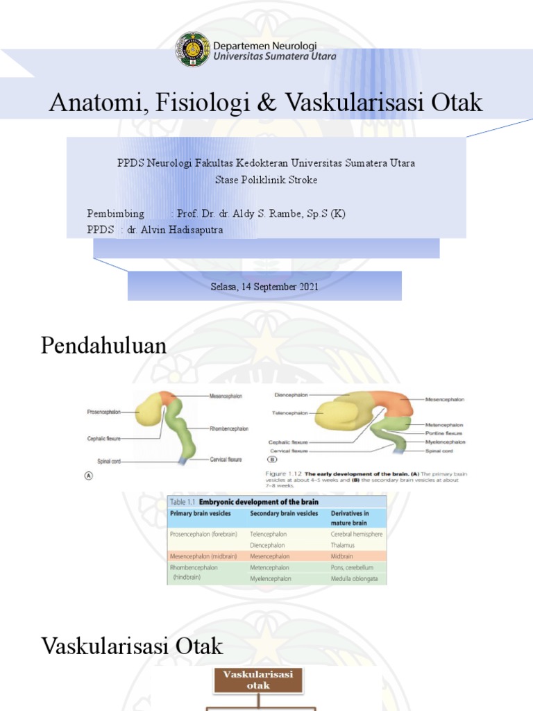 Anatomi, Fisiologi & Vaskularisasi Otak | PDF