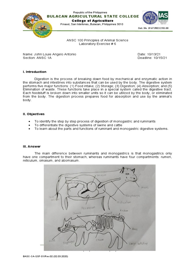 Antonio - Ansc 100 Laboratory 6 | PDF | Digestion | Ruminant