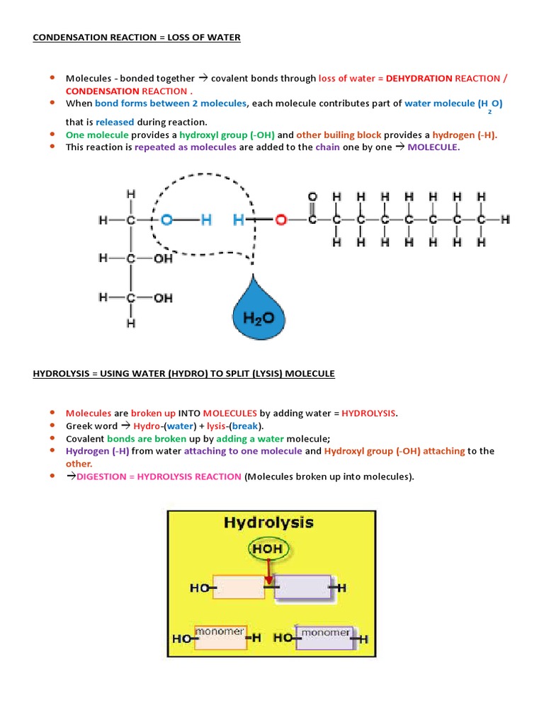 Summary - Condensation Hydrolysis Reaction | PDF