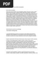 Tipos de Hojas de Acuerdo A La Forma de Su Limbo | PDF | Hoja | Botánica