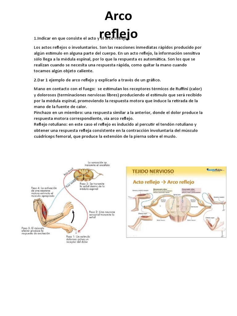 Acto y Arco Reflejo: Definición y Ejemplos | PDF