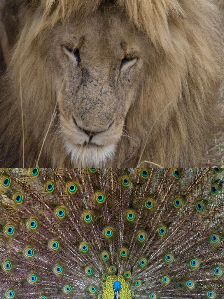 Animal Classification PowerPoint | PDF