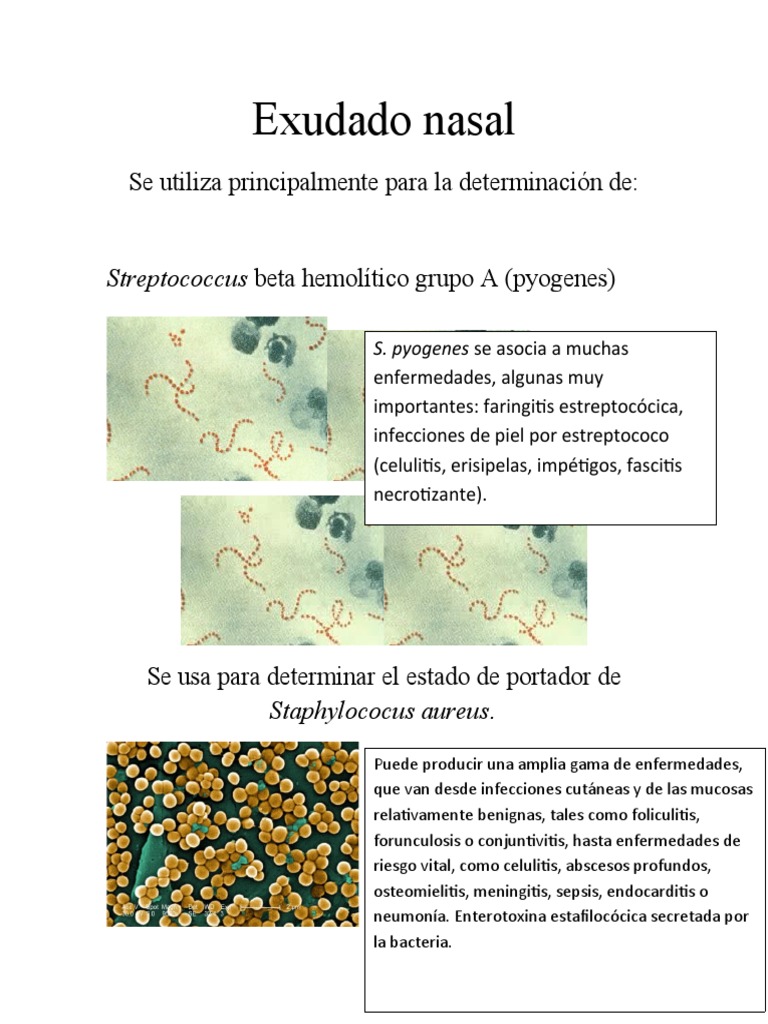 Exudado Nasal | PDF